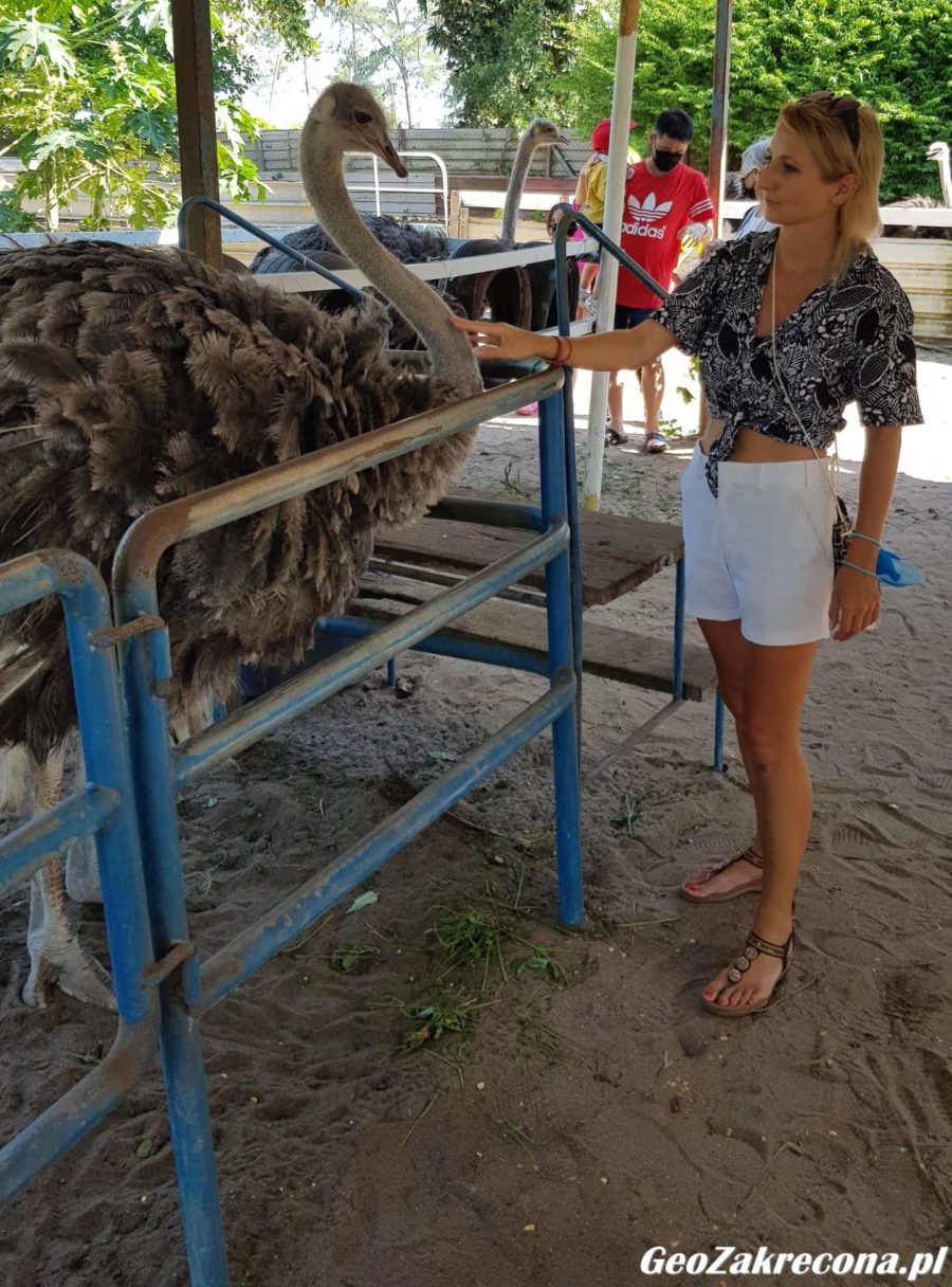 Największa farma strusi w Malezji → GeoZakręcona