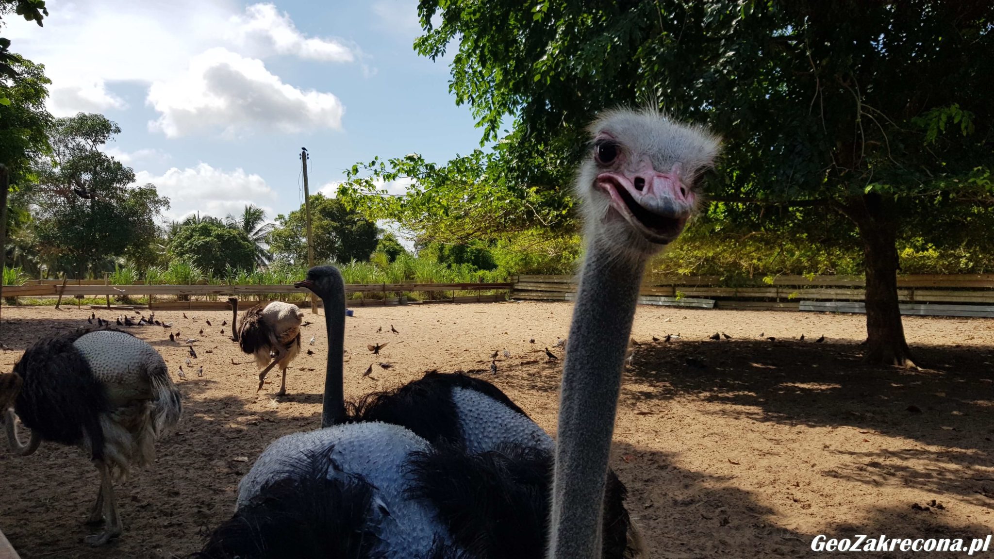 Największa farma strusi w Malezji → GeoZakręcona